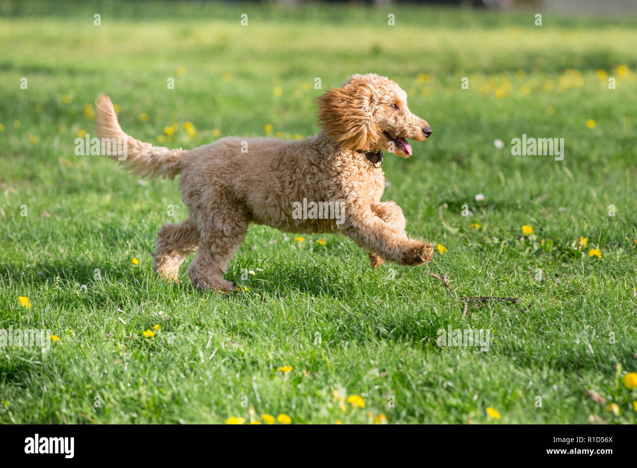 Pudel springen -Fotos und -Bildmaterial in hoher Auflösung – Alamy