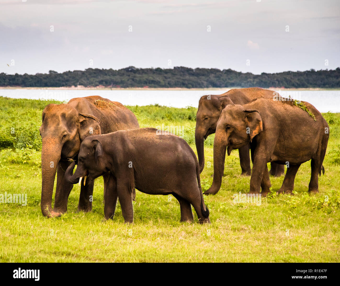 Elefanten im kaudulla national park -Fotos und -Bildmaterial in hoher ...