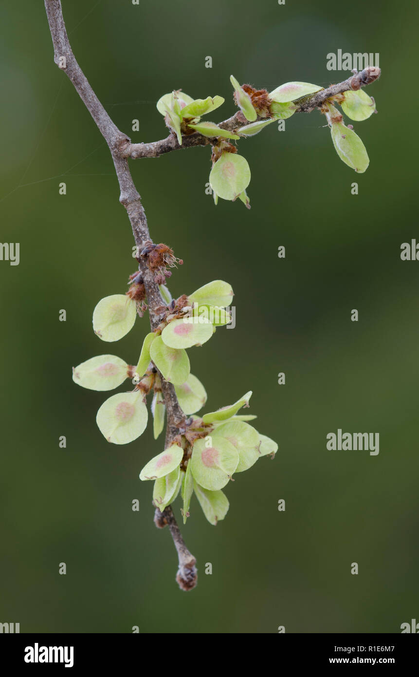 Ulmus sp -Fotos und -Bildmaterial in hoher Auflösung – Alamy