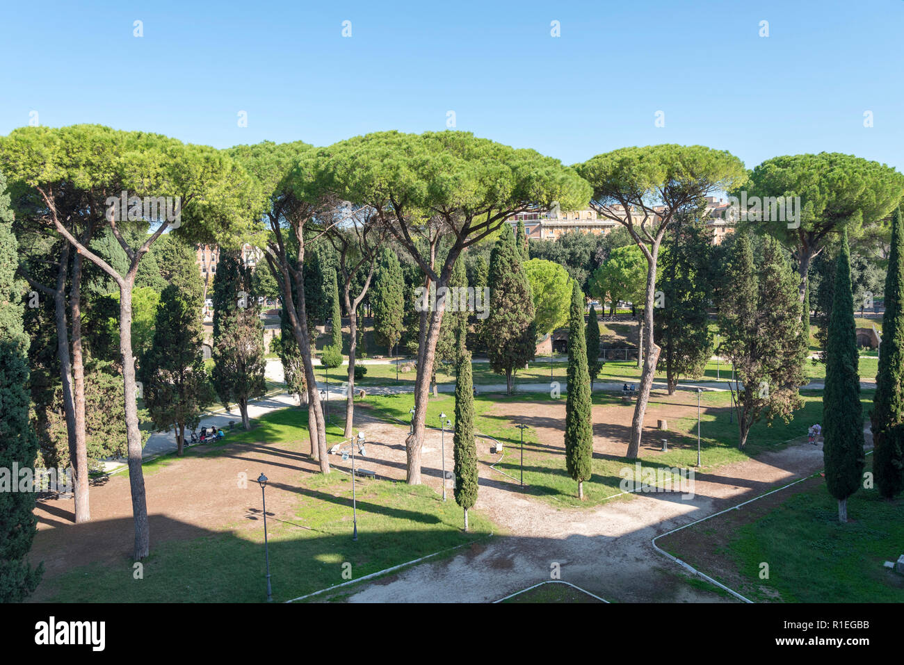 Italienische steinkiefern pinus pinea -Fotos und -Bildmaterial in hoher ...