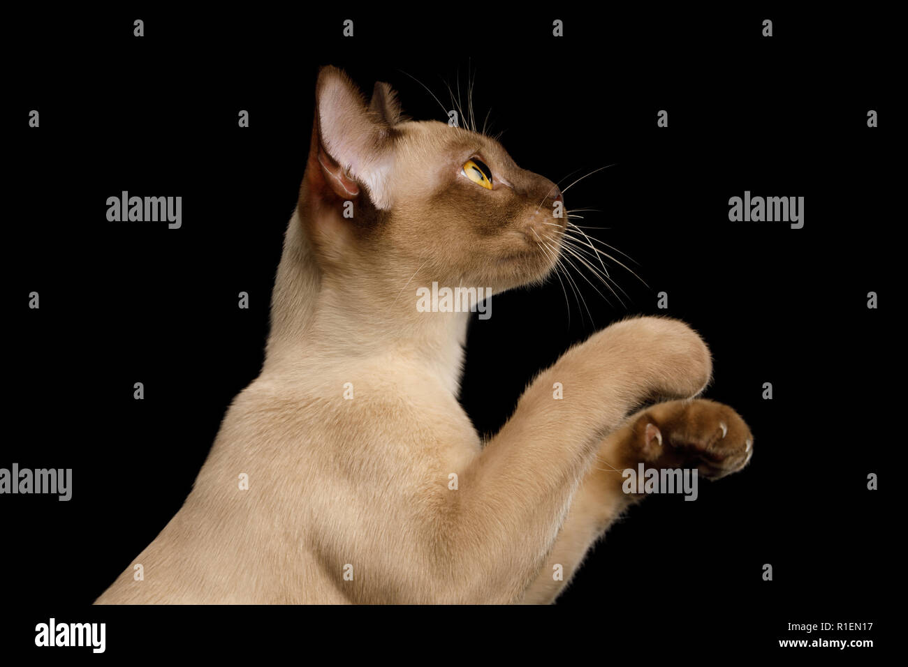 Katze im profil -Fotos und -Bildmaterial in hoher Auflösung – Alamy