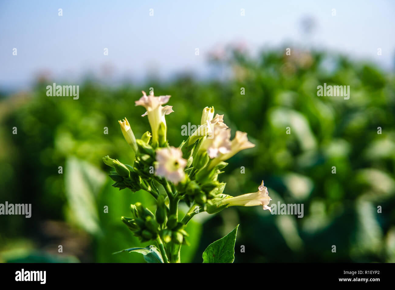 Blühender tabak -Fotos und -Bildmaterial in hoher Auflösung – Alamy