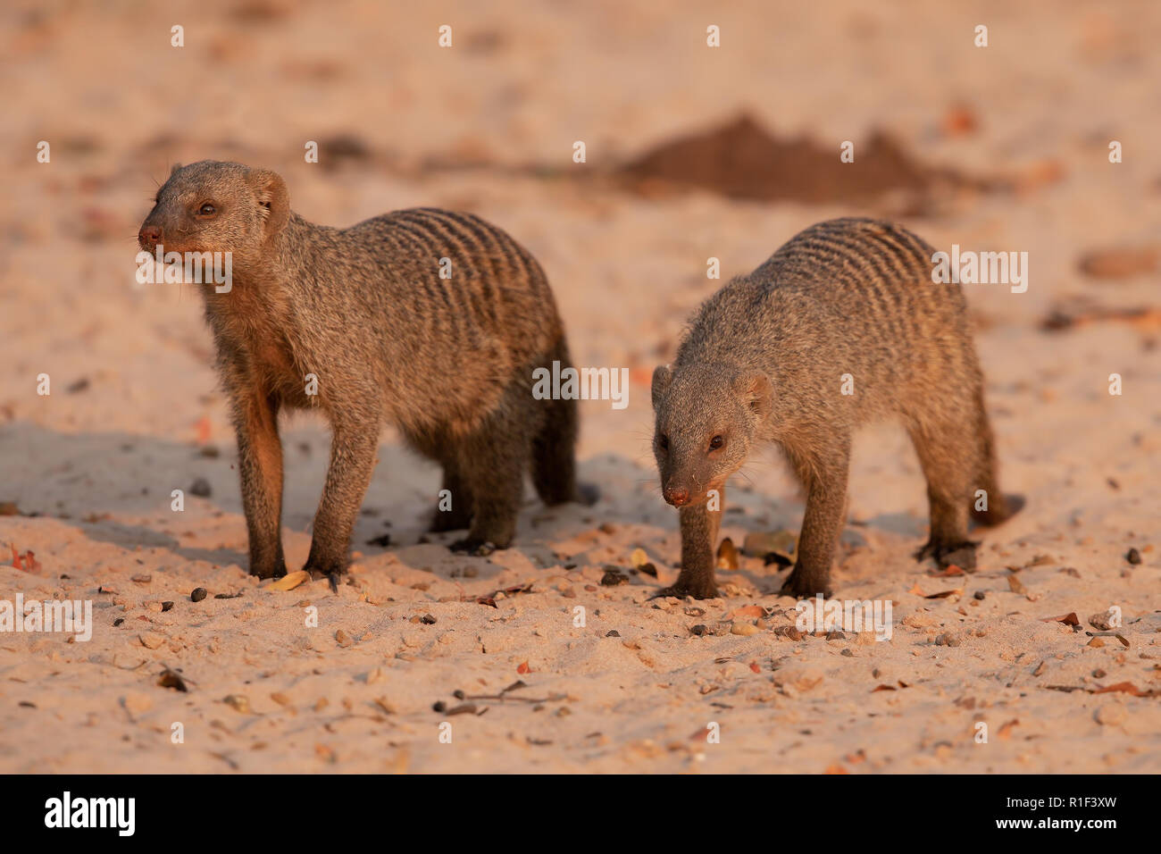 Mungo arten -Fotos und -Bildmaterial in hoher Auflösung – Alamy