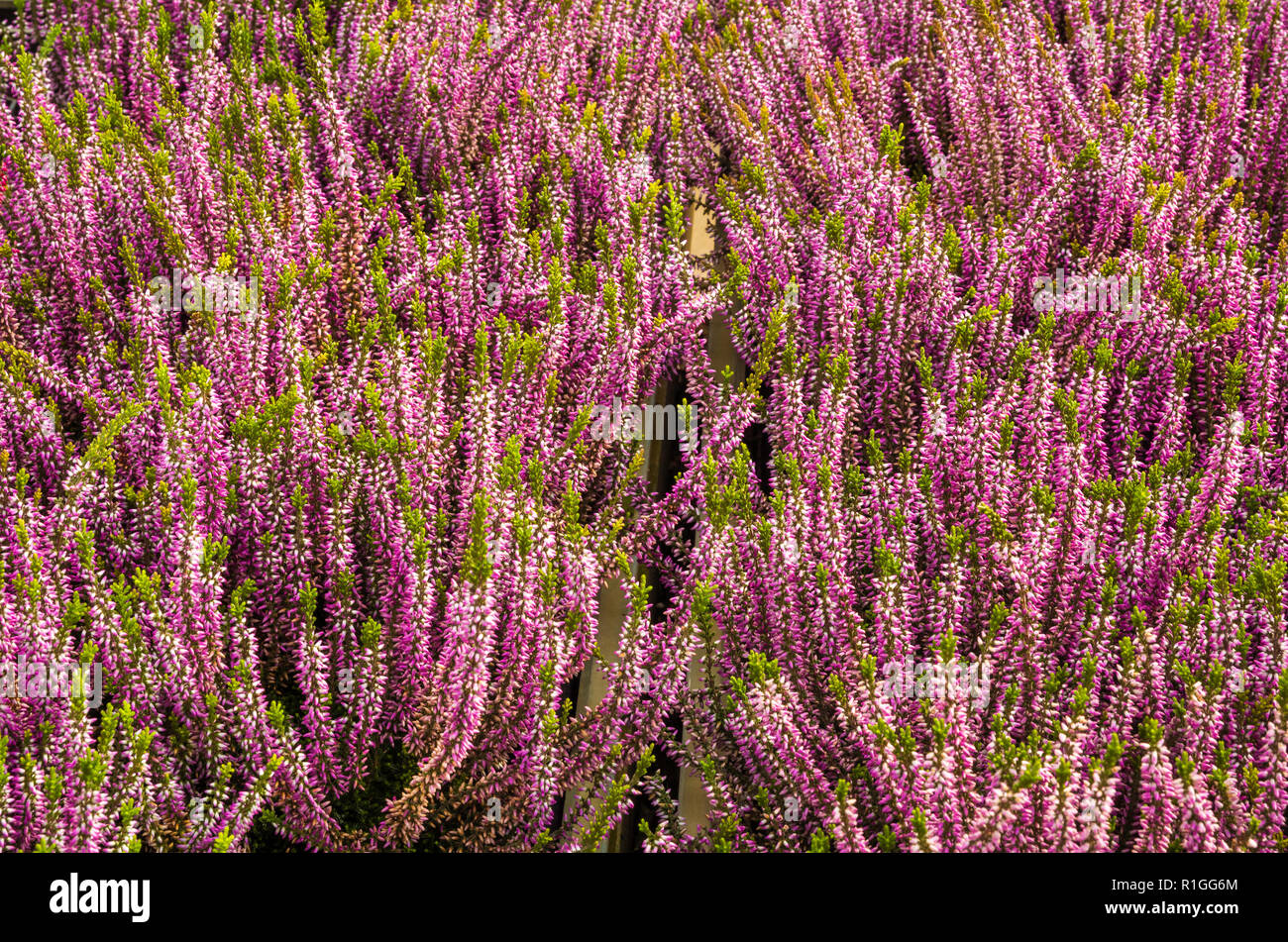 Heather Blumen. Kleine violette Blumen. vintage Papier Hintergrund ...