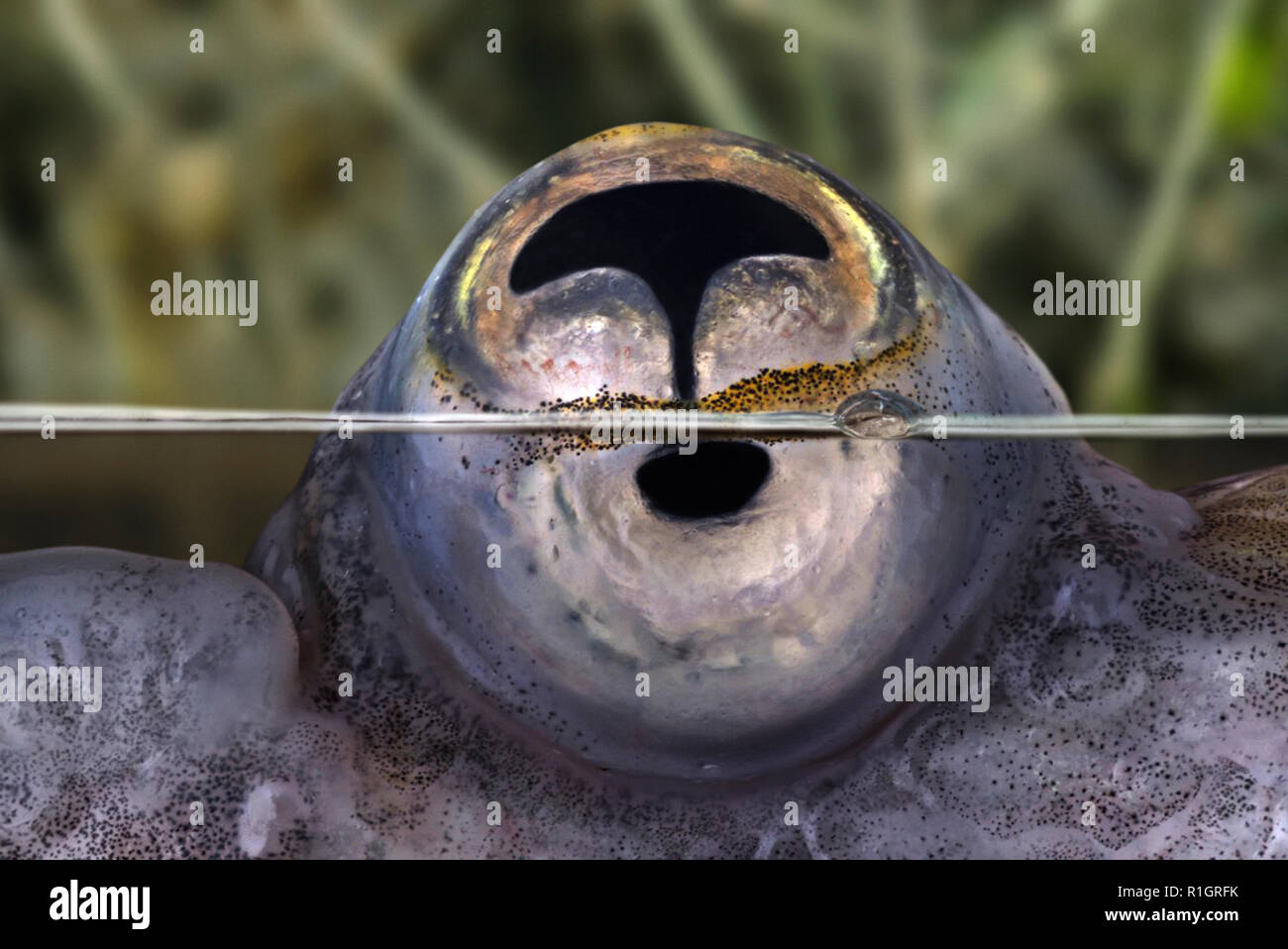Two 2 Fish Stockfotos und -bilder Kaufen - Alamy