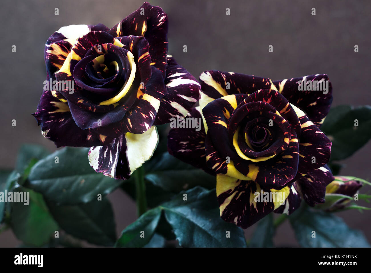 Mehrfarbenrosen nah oben -Fotos und -Bildmaterial in hoher Auflösung ...