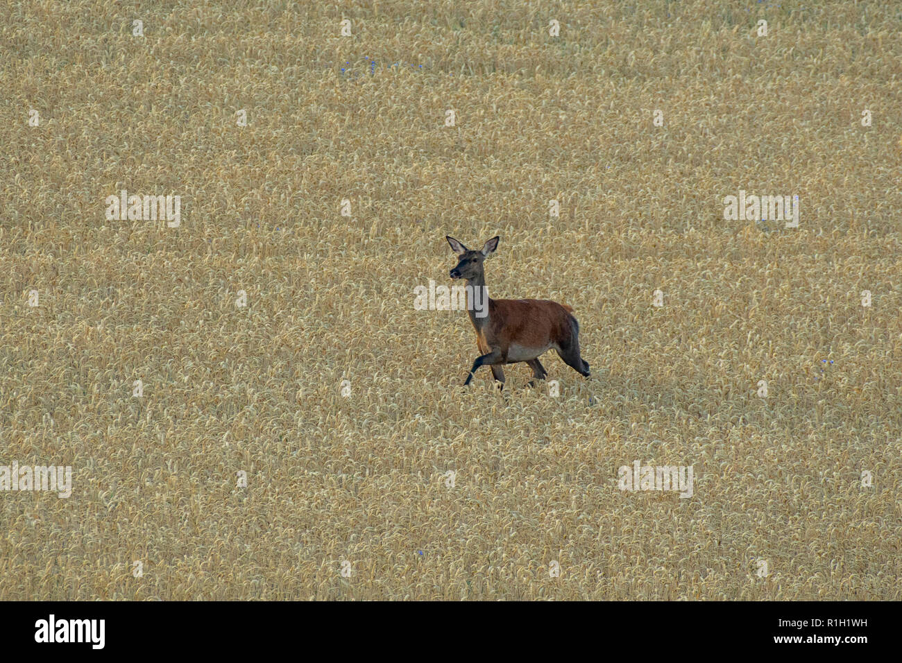 Tier paarung -Fotos und -Bildmaterial in hoher Auflösung – Alamy