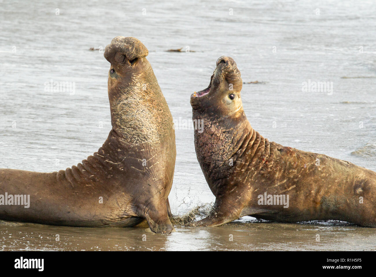 Nördliche See-Elefant (Mirounga leonina angustirostris). Auch als See ...