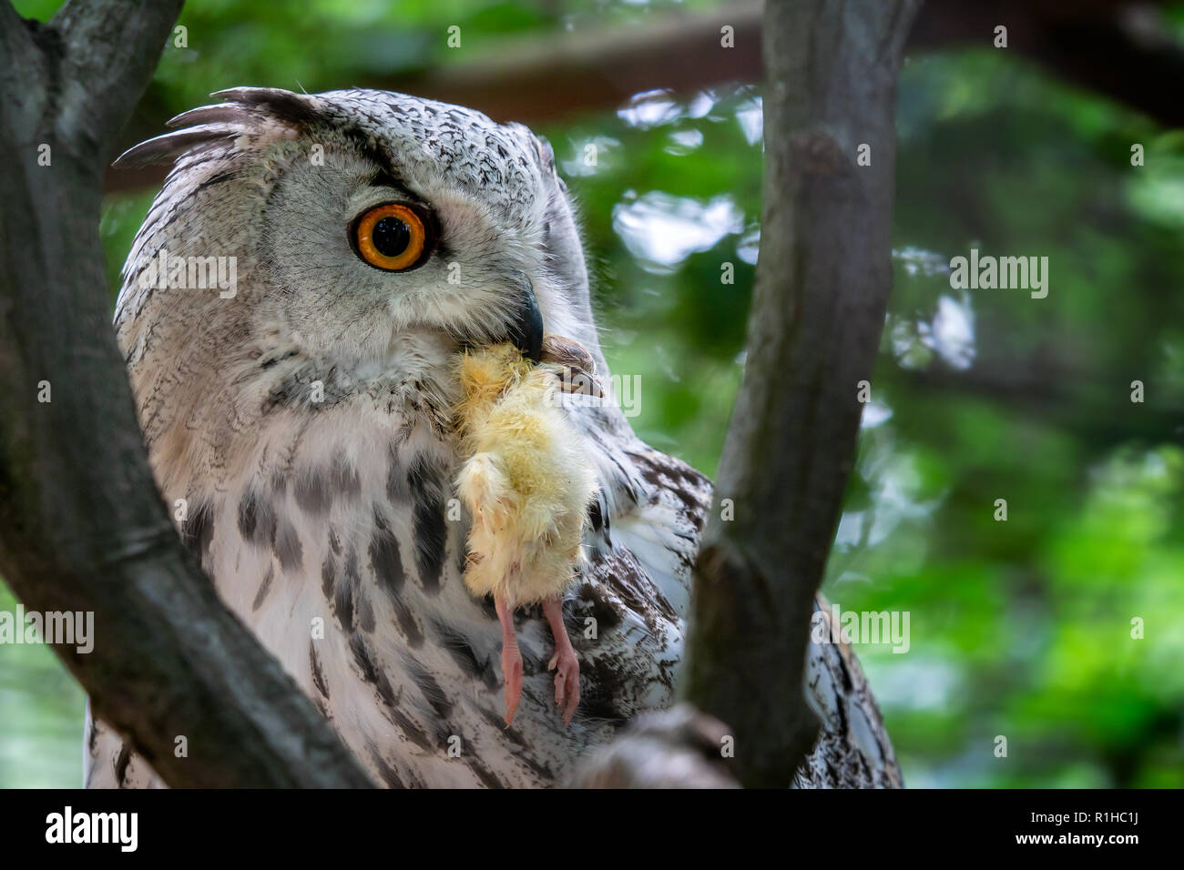 Sibirische Uhu mit Beute im Schnabel. Bubo bubo Sibiricus, die größte ...