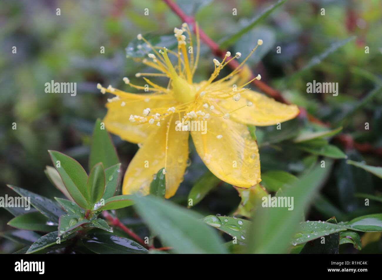 Walzer der blumen -Fotos und -Bildmaterial in hoher Auflösung – Alamy
