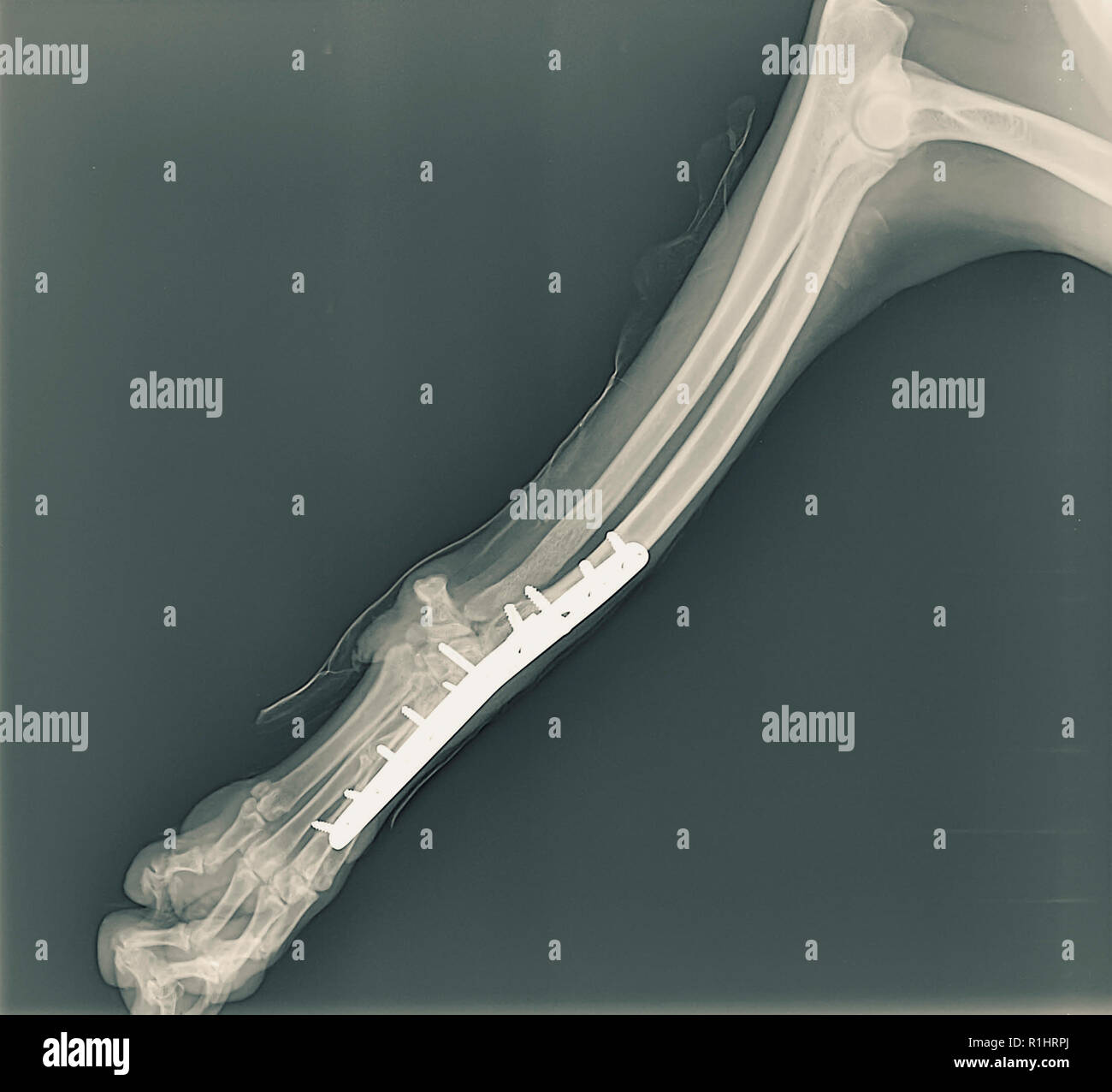Anatomy Dog Stockfotos & Anatomy Dog Bilder - Alamy