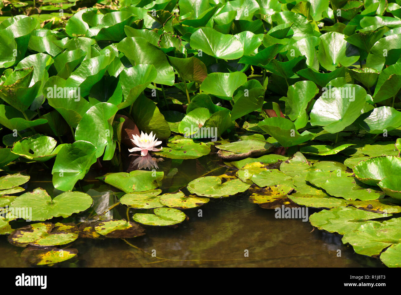 See mit lotus -Fotos und -Bildmaterial in hoher Auflösung – Alamy