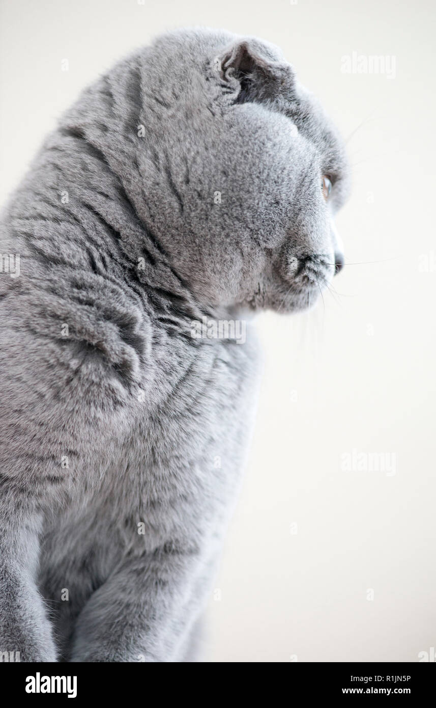 White cat profile -Fotos und -Bildmaterial in hoher Auflösung – Alamy