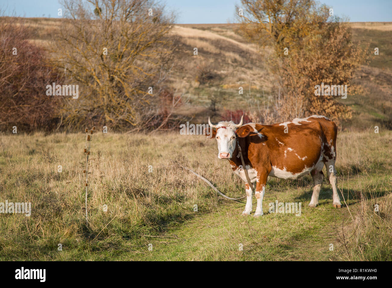 Cow portrait fleckvieh -Fotos und -Bildmaterial in hoher Auflösung – Alamy