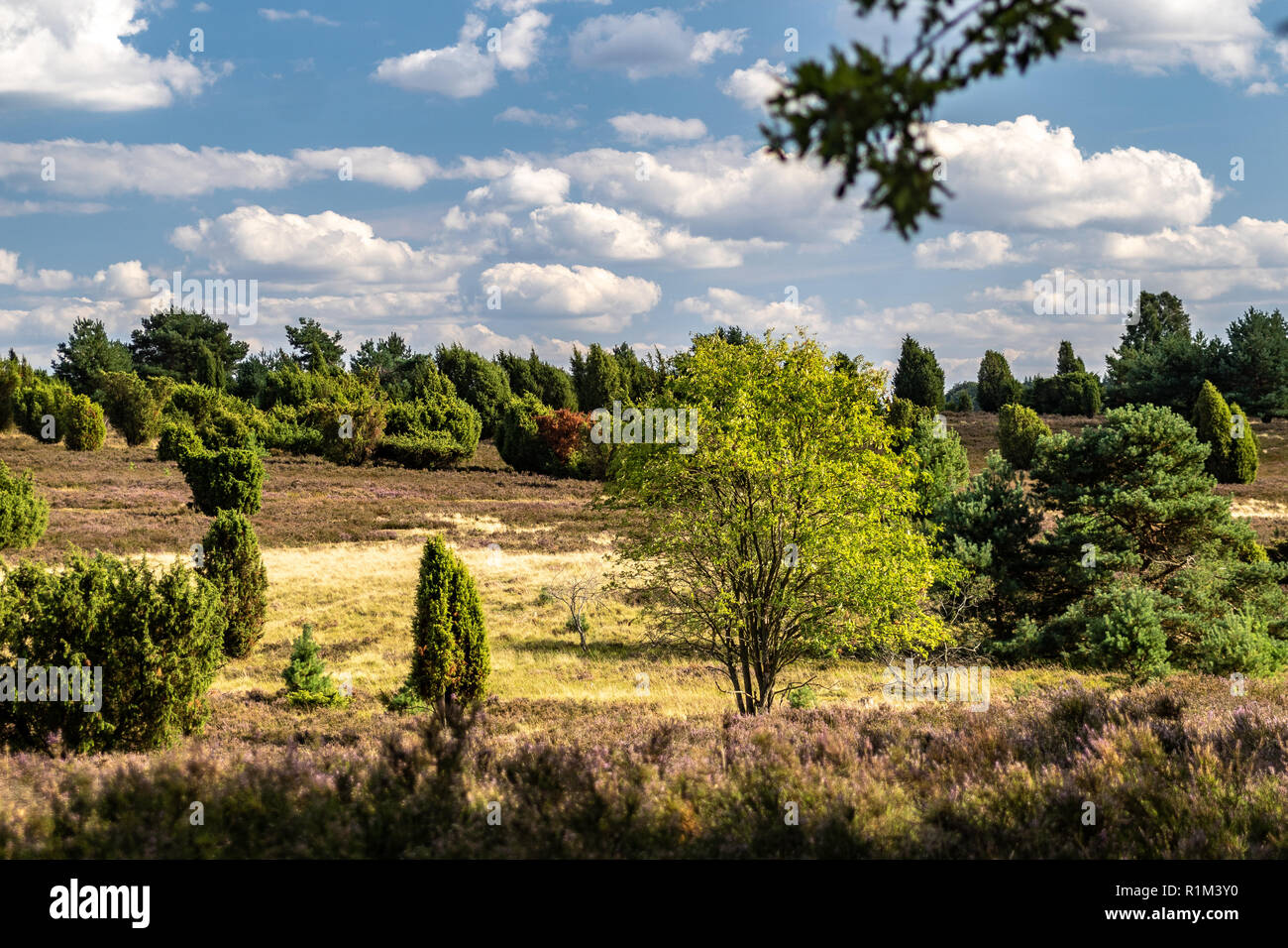 Luneburger heide -Fotos und -Bildmaterial in hoher Auflösung – Alamy