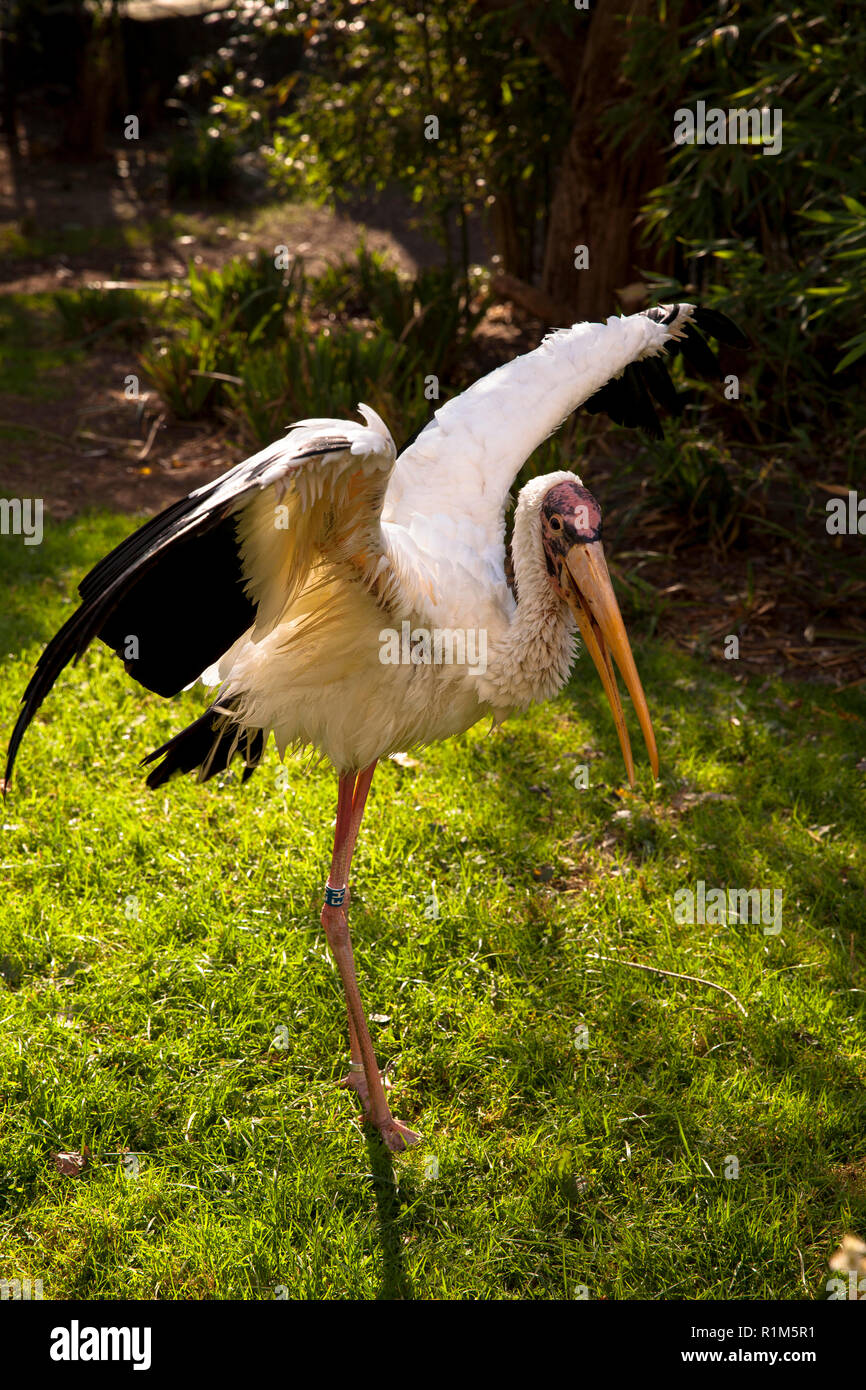 Zoo storch -Fotos und -Bildmaterial in hoher Auflösung – Alamy