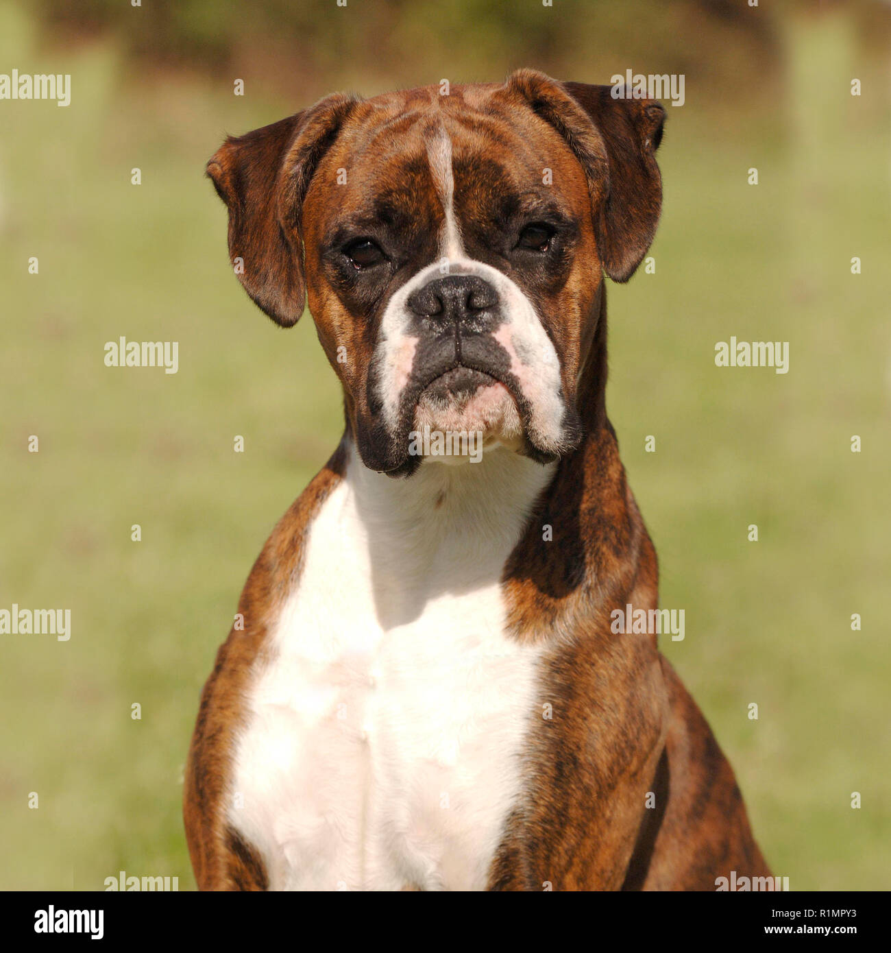 Roter gestromter hund -Fotos und -Bildmaterial in hoher Auflösung – Alamy