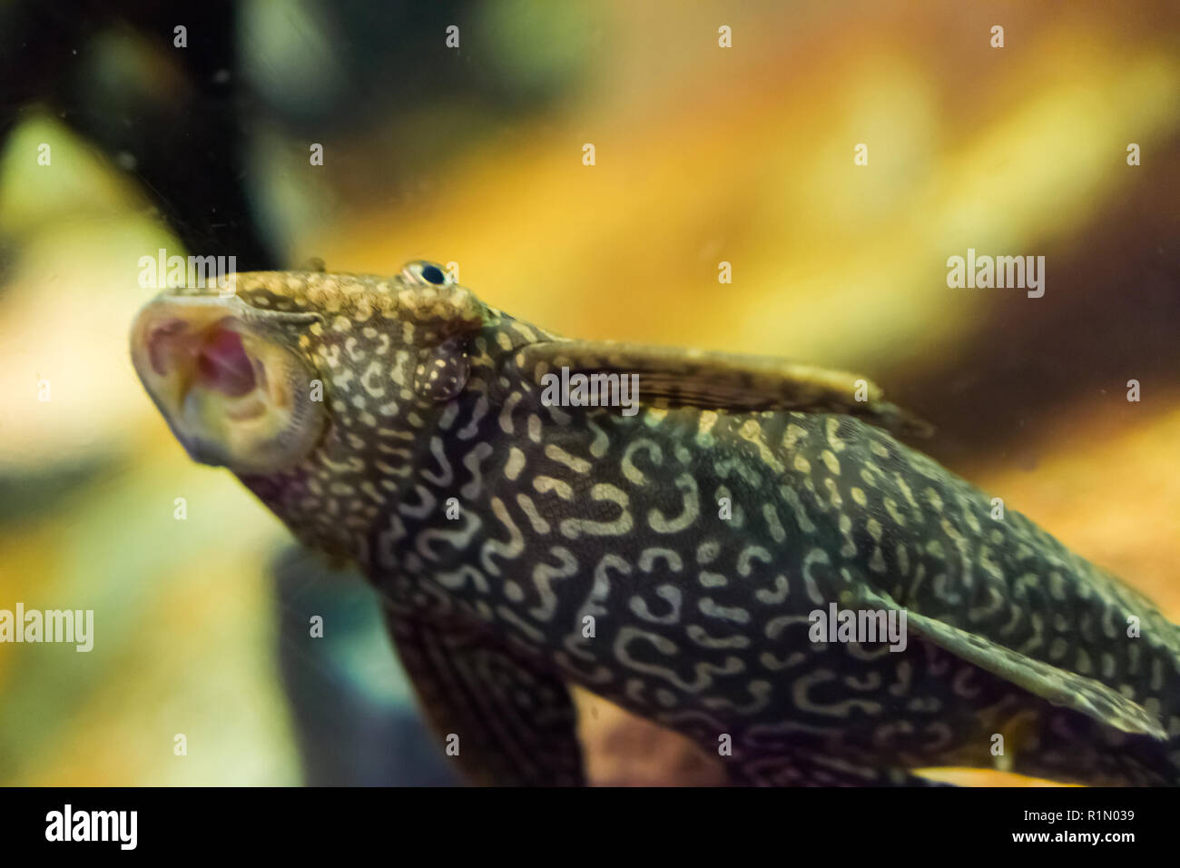 Saugender fisch -Fotos und -Bildmaterial in hoher Auflösung – Alamy