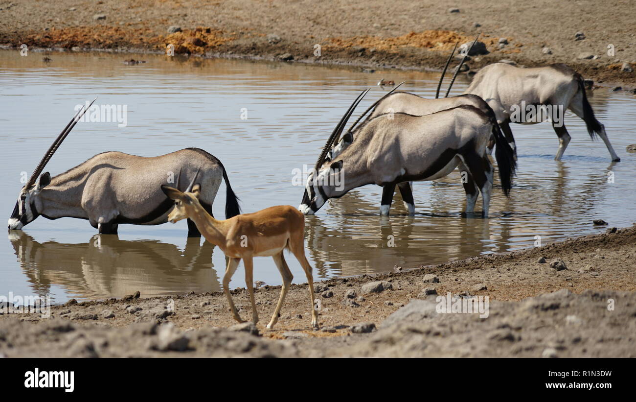Afrika antilopen -Fotos und -Bildmaterial in hoher Auflösung – Alamy