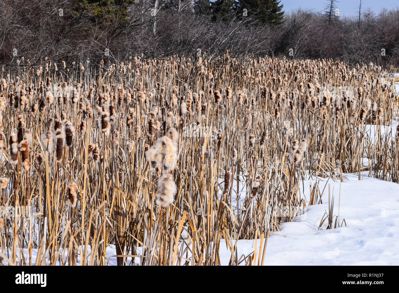 Prairie edge -Fotos und -Bildmaterial in hoher Auflösung – Alamy