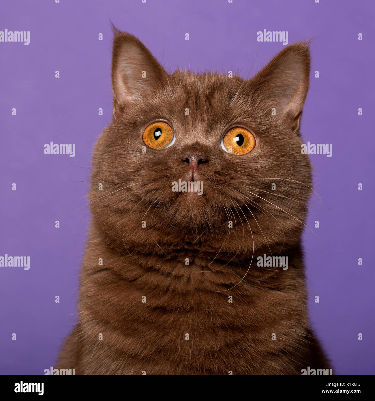 Lila Katze Stockfotos und -bilder Kaufen - Alamy