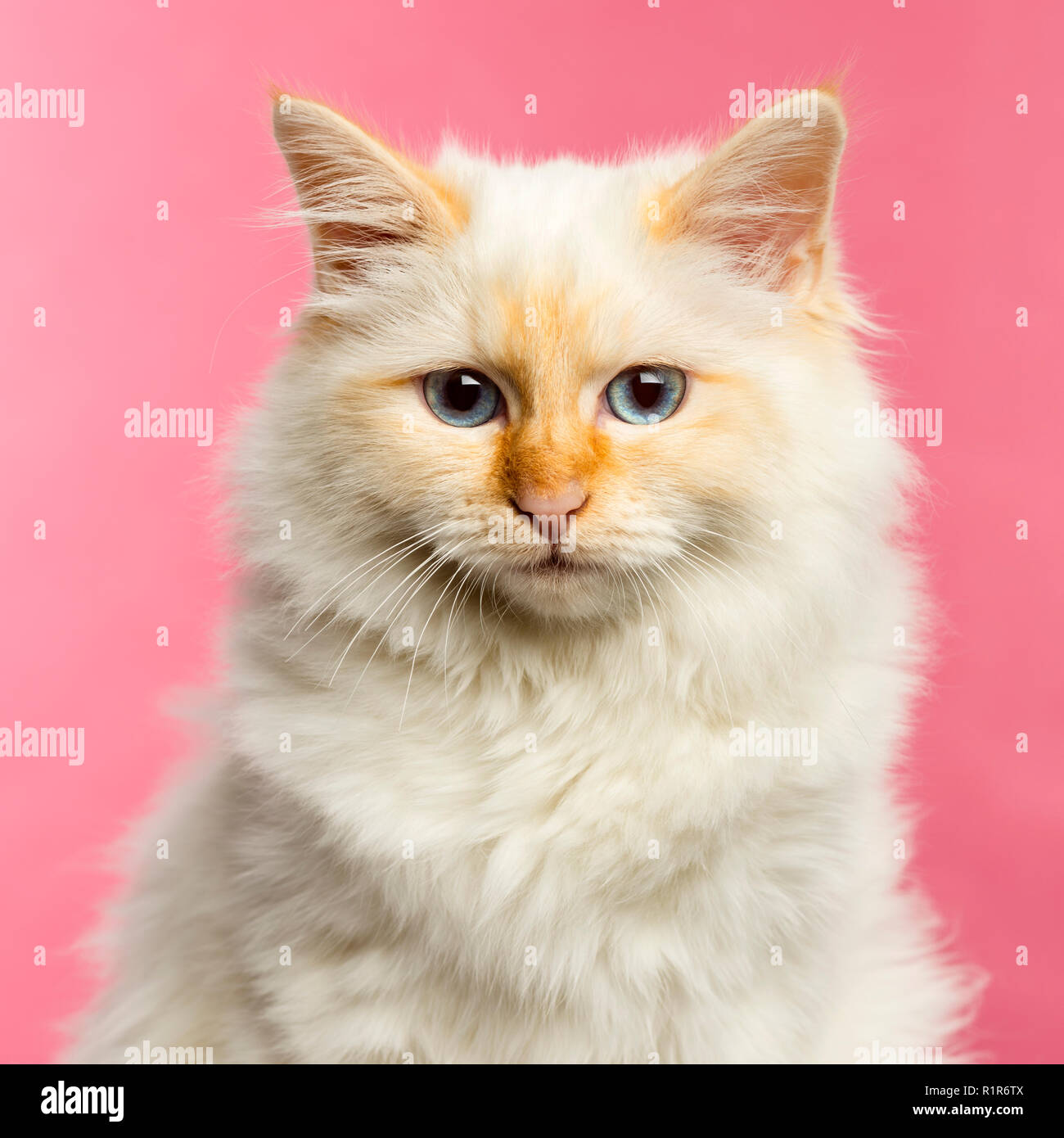 Ein Rosa Hintergrund Stockfotos und -bilder Kaufen - Alamy