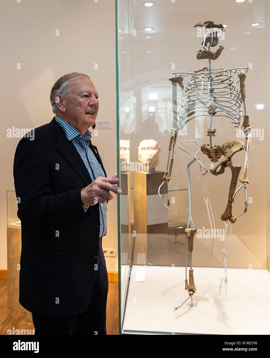 Lucy australopithecus afarensis -Fotos und -Bildmaterial in hoher ... Lucy australopithecus afarensis -Fotos und -Bildmaterial in hoher ...