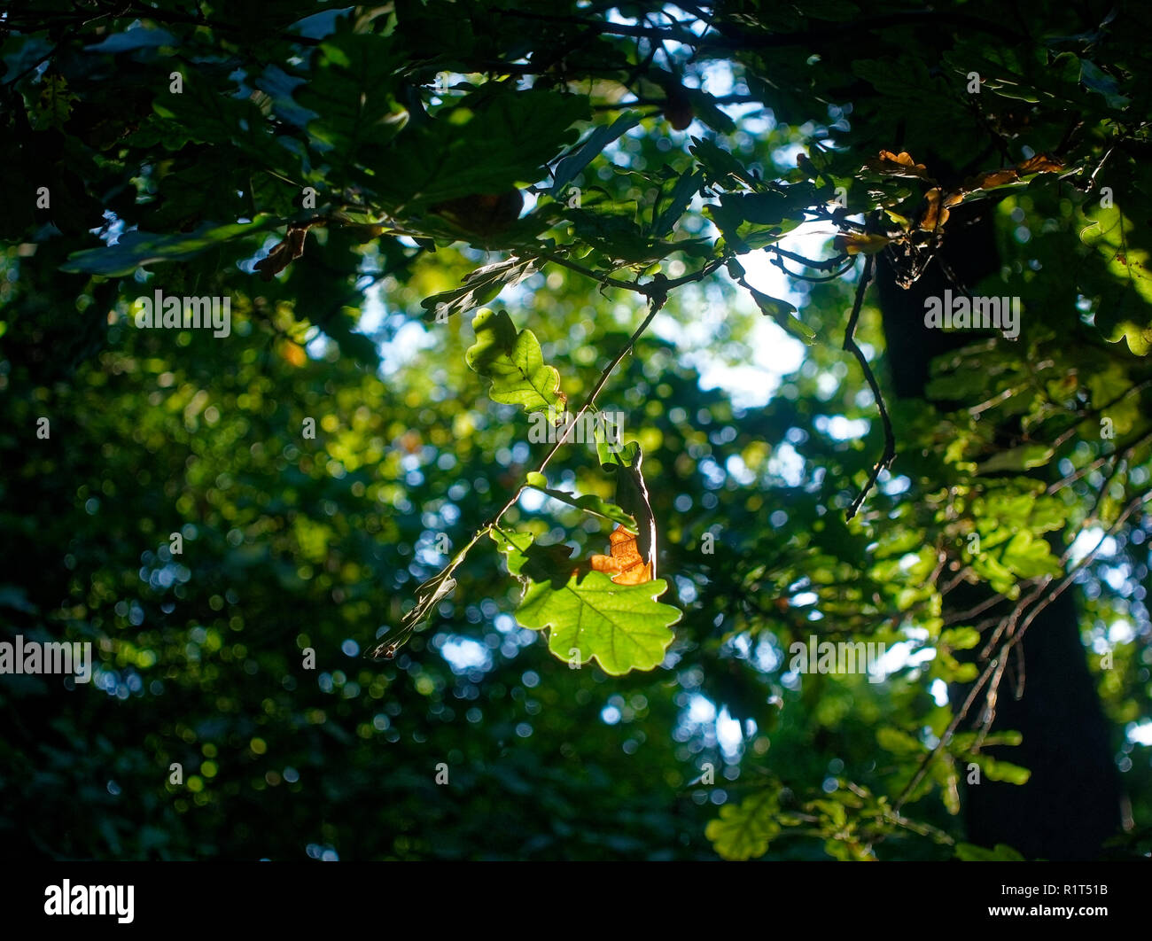 Sommersonne eichen -Fotos und -Bildmaterial in hoher Auflösung – Alamy