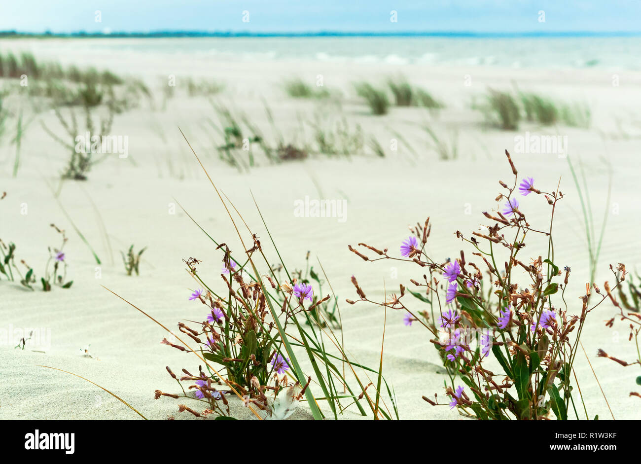 Lila blumen am strand -Fotos und -Bildmaterial in hoher Auflösung – Alamy