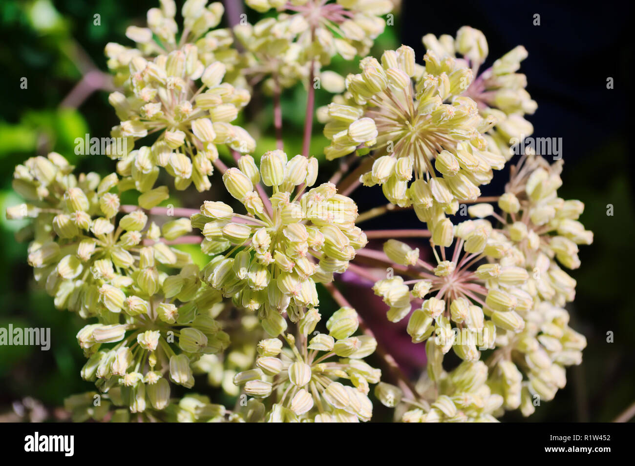 Dolde von weißen blumen -Fotos und -Bildmaterial in hoher Auflösung – Alamy