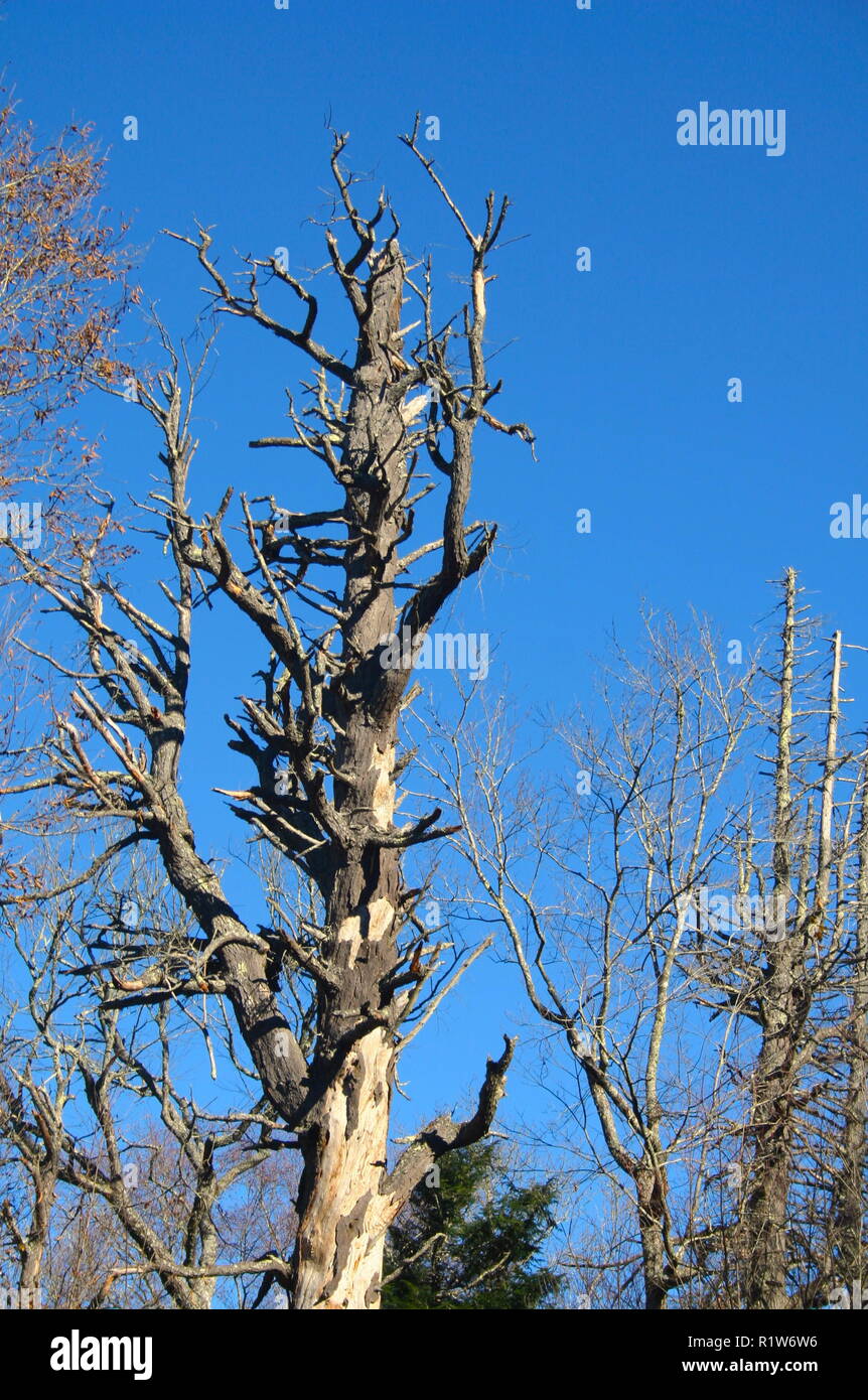 Carolina Hemlocktanne Stockfotos und -bilder Kaufen - Alamy