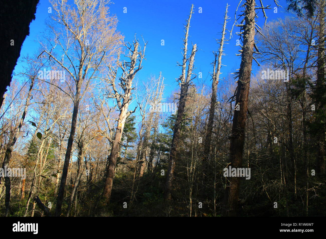 Carolina hemlocktanne -Fotos und -Bildmaterial in hoher Auflösung – Alamy