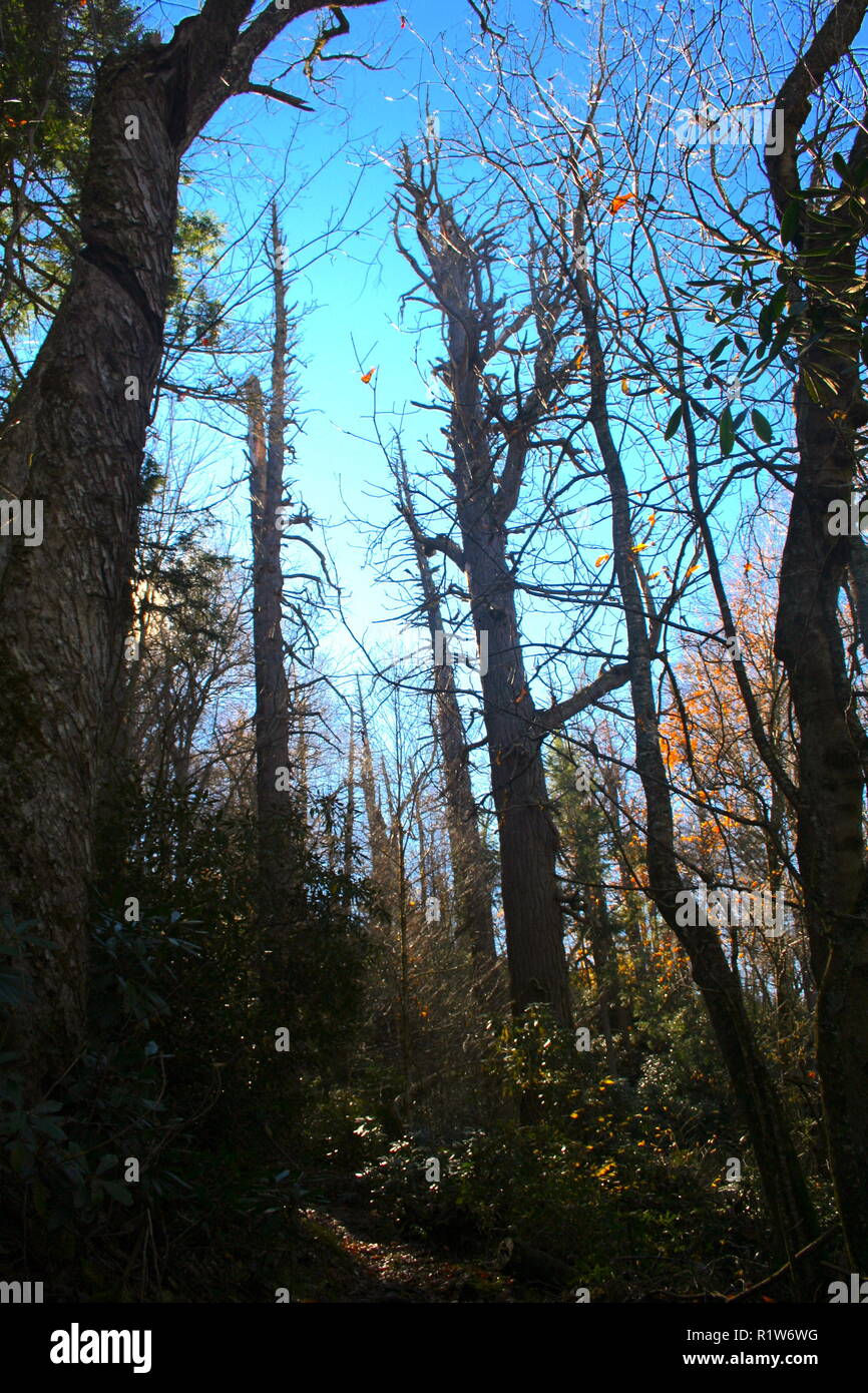 Carolina hemlocktanne -Fotos und -Bildmaterial in hoher Auflösung – Alamy