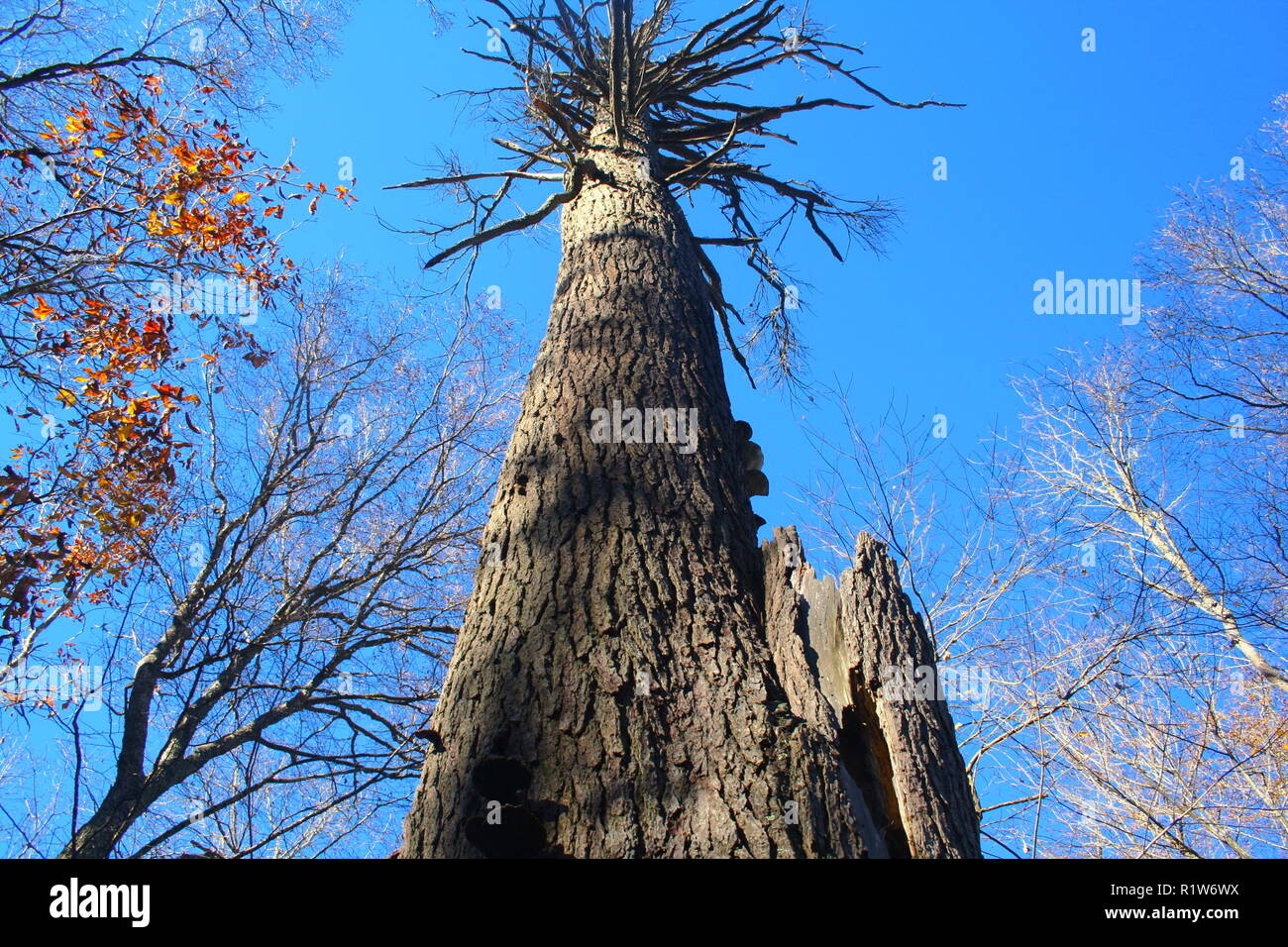 Carolina Hemlocktanne Stockfotos und -bilder Kaufen - Alamy