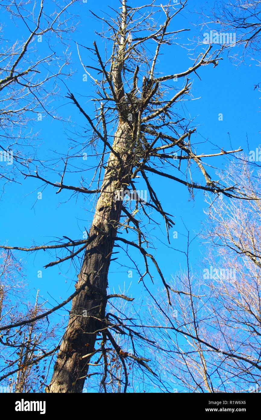 Carolina Hemlocktanne Stockfotos und -bilder Kaufen - Alamy