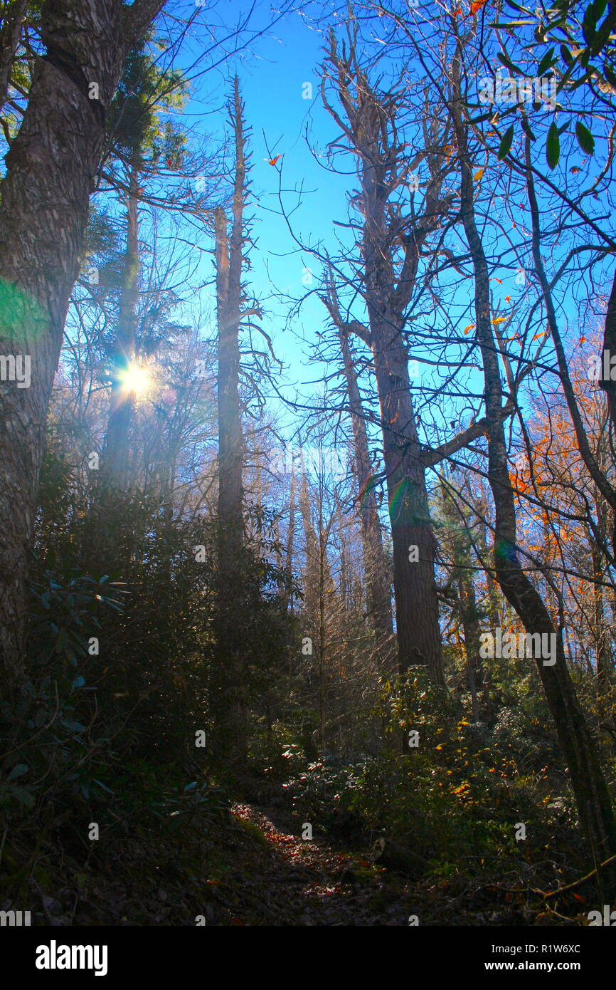 Carolina hemlocktanne -Fotos und -Bildmaterial in hoher Auflösung – Alamy