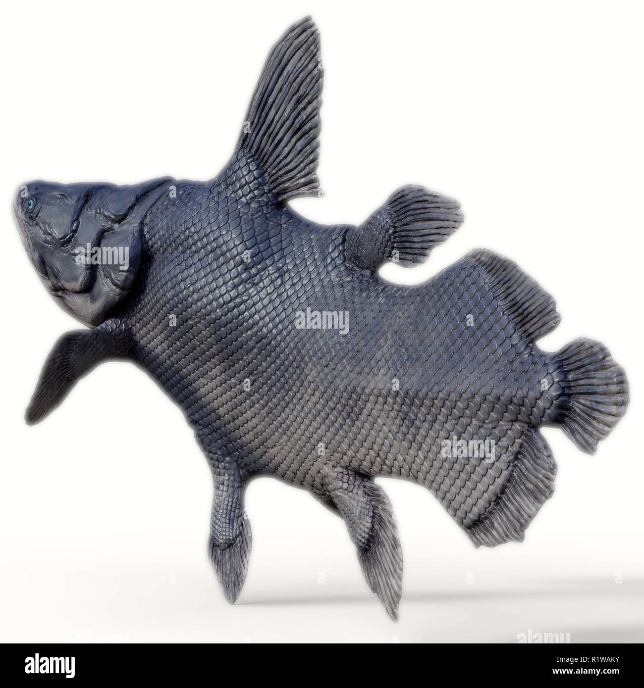 Quastenflosser quastenflosser -Fotos und -Bildmaterial in hoher ...