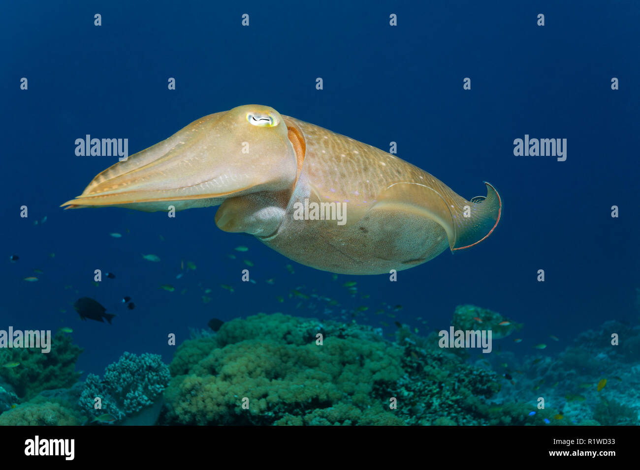 Sepia officinalis common cuttlefish -Fotos und -Bildmaterial in hoher ...