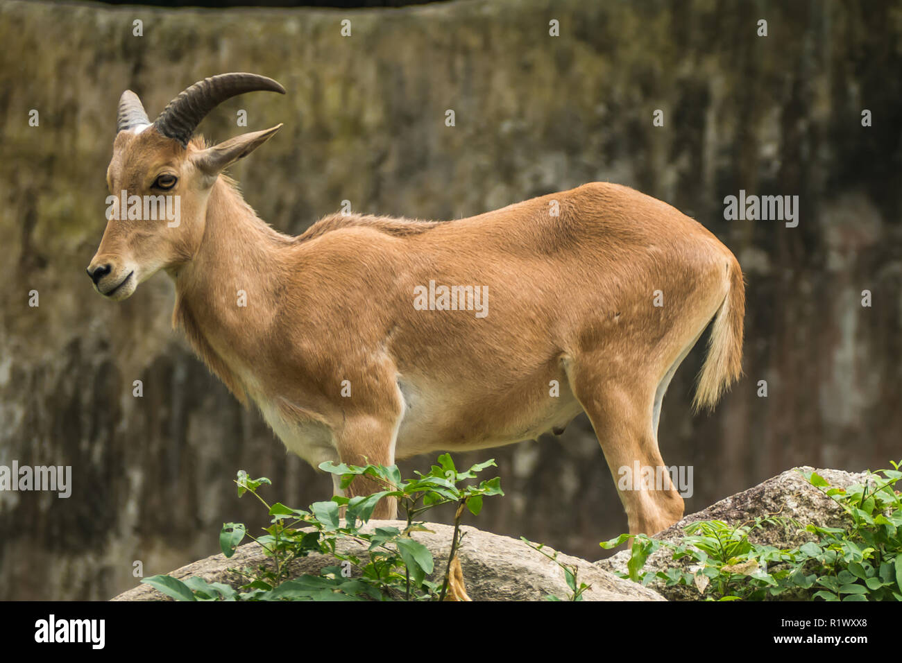 Weiße ziege alaska -Fotos und -Bildmaterial in hoher Auflösung – Alamy