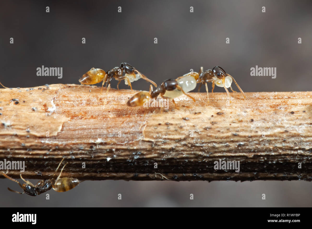 Makrofotografie der Gruppe der winzige Ameisen, die Puppen und auf ...