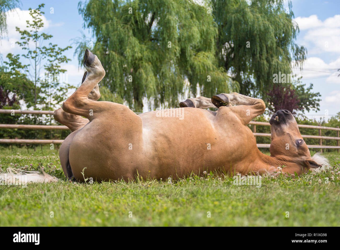 Horse rolling -Fotos und -Bildmaterial in hoher Auflösung – Alamy