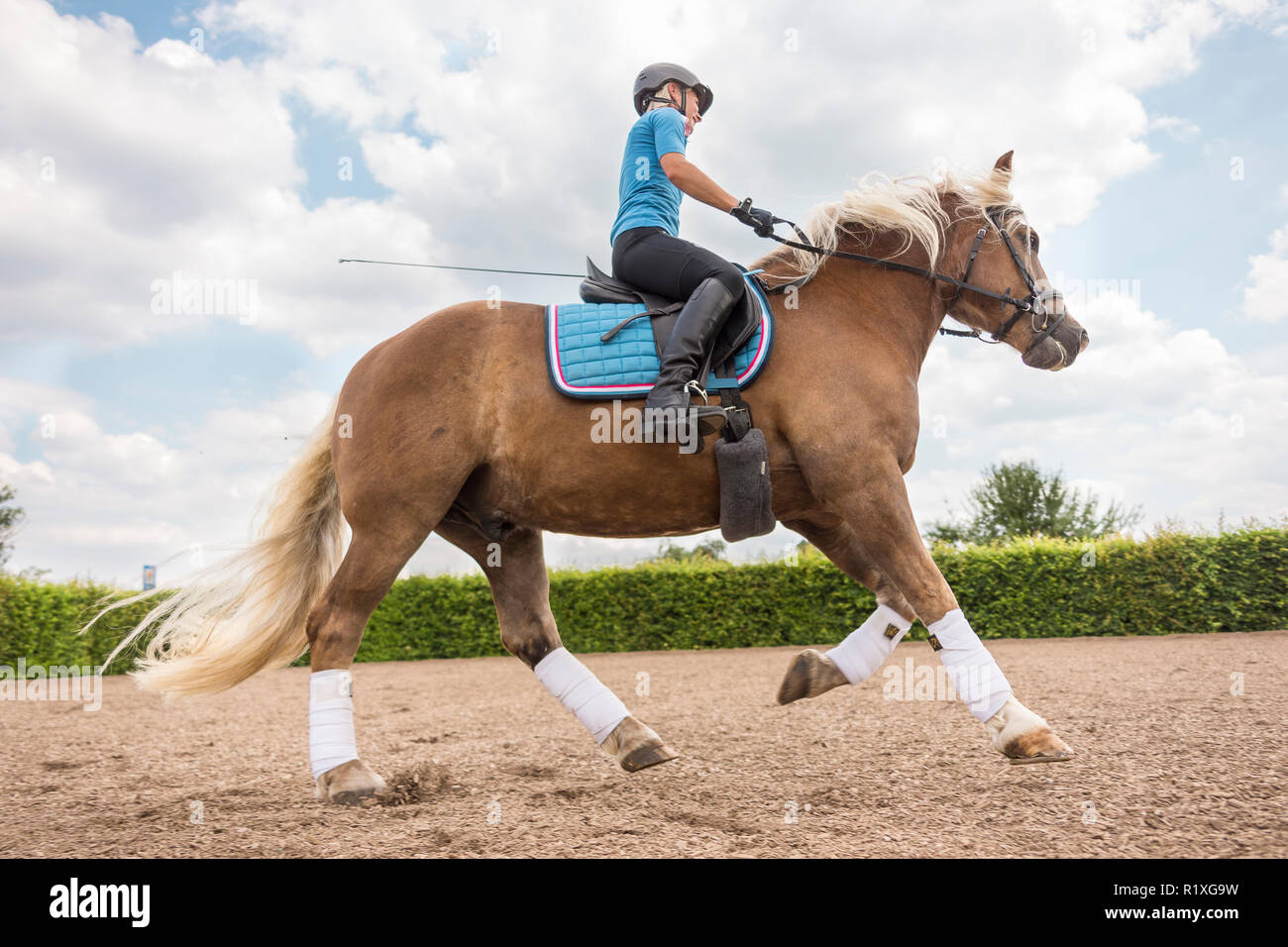 Reiter galoppieren im galopp -Fotos und -Bildmaterial in hoher Auflösung - Seite 2 - Alamy