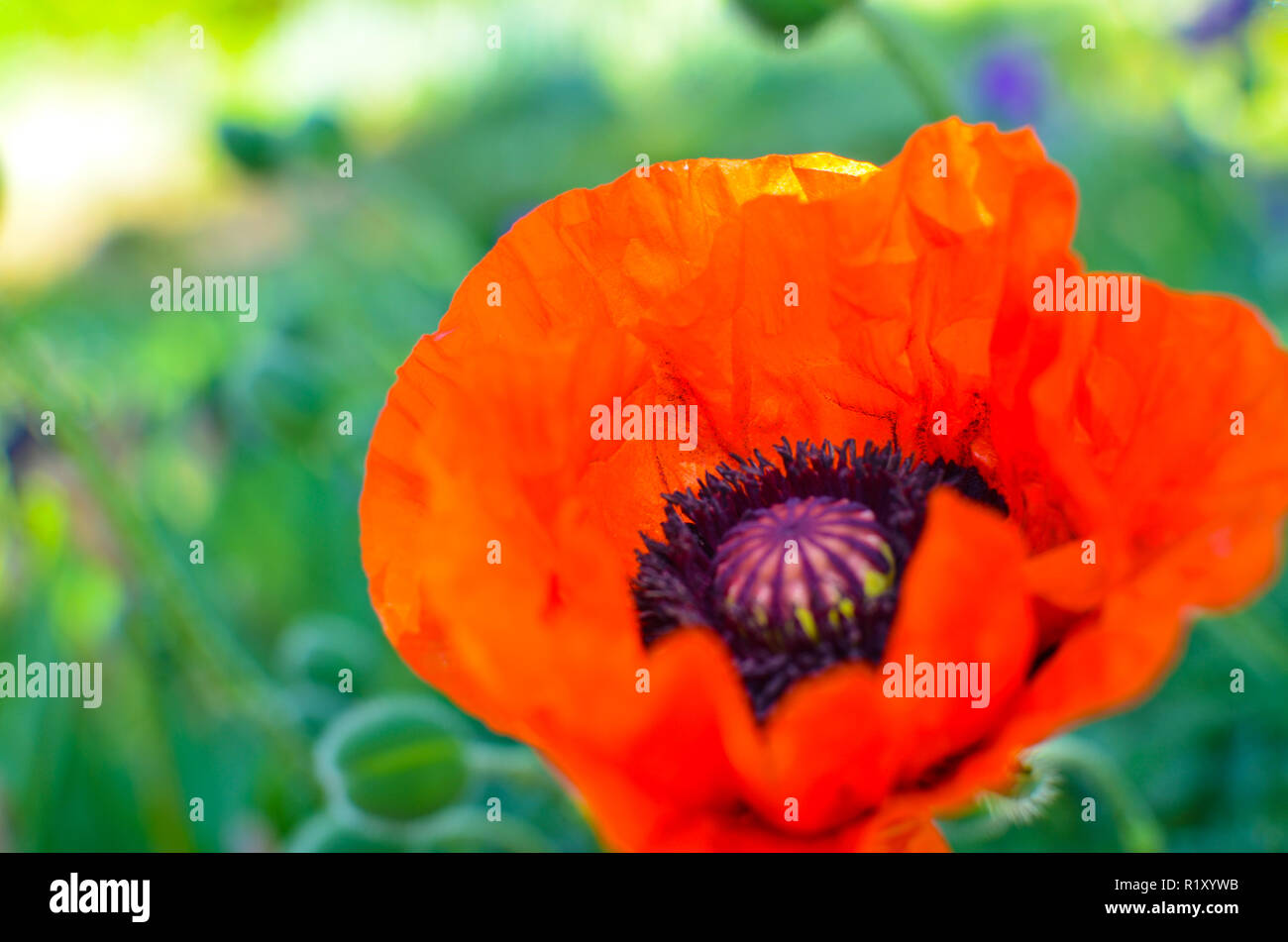 Roter Mohn Blumen im Garten oder Wiese mit grünem Hintergrund ...
