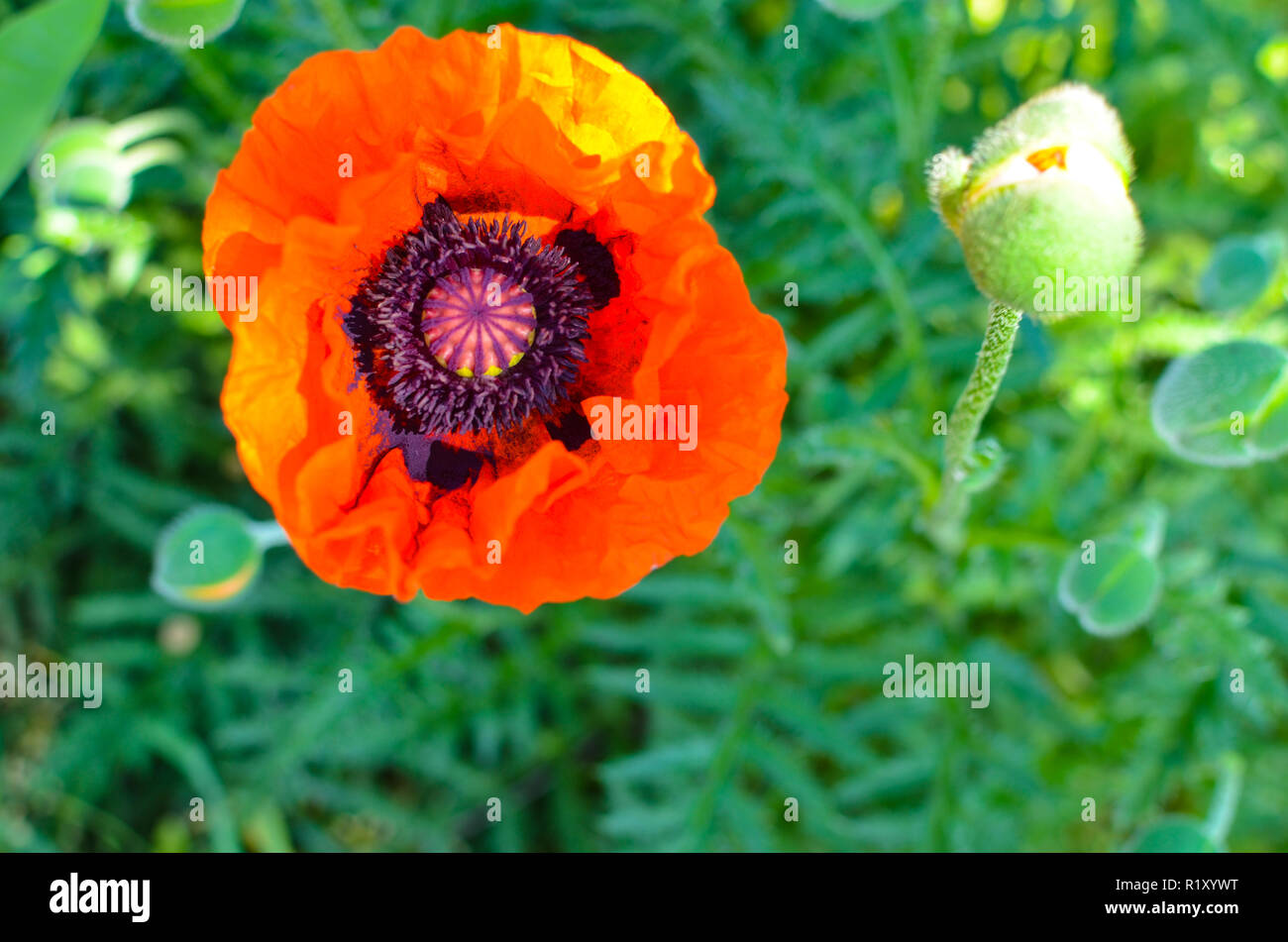 Roter Mohn Blumen im Garten oder Wiese mit grünem Hintergrund ...