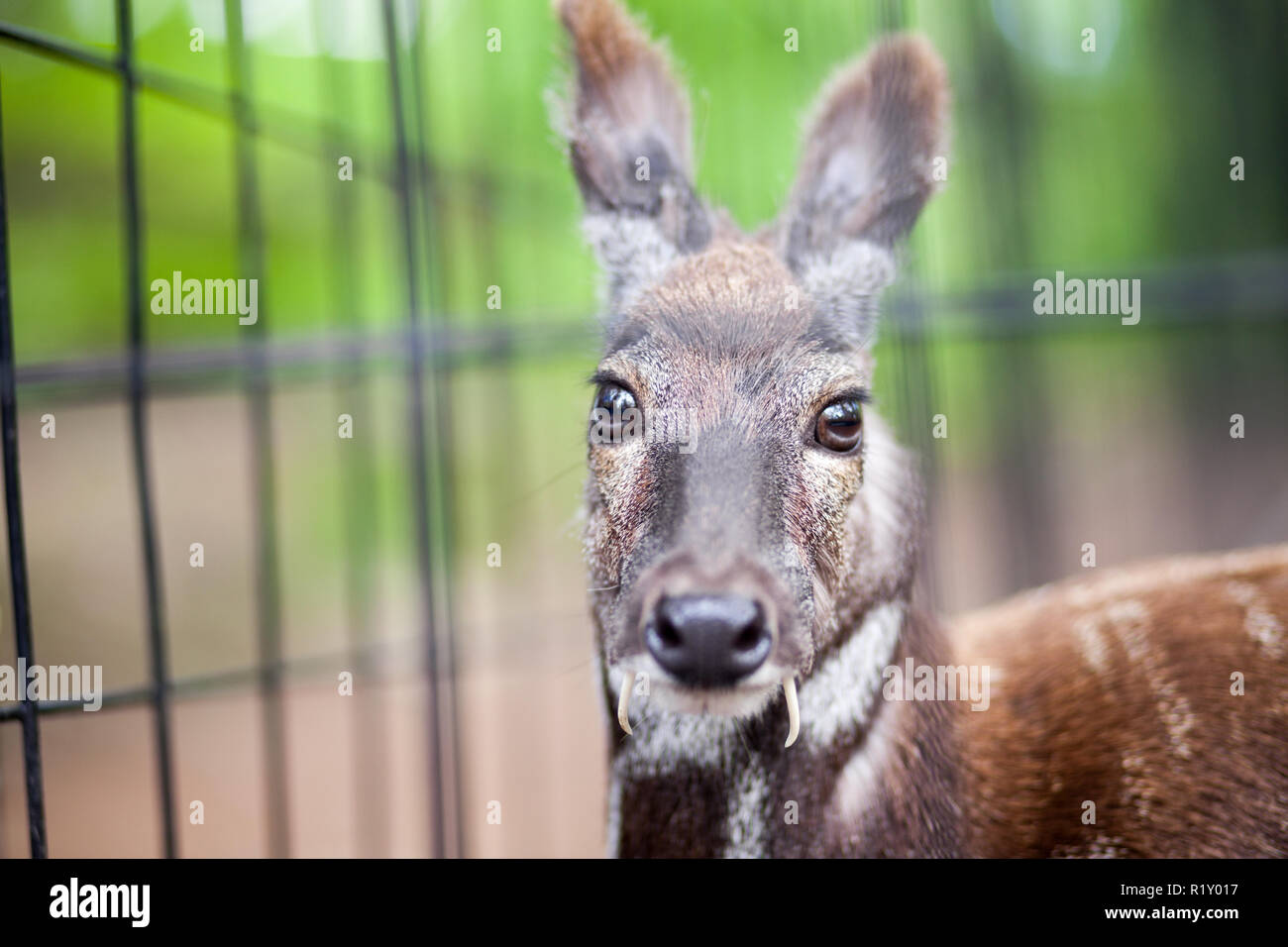 Siberian musk deer -Fotos und -Bildmaterial in hoher Auflösung – Alamy
