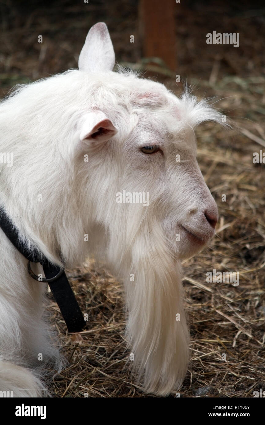 Goat profile -Fotos und -Bildmaterial in hoher Auflösung – Alamy