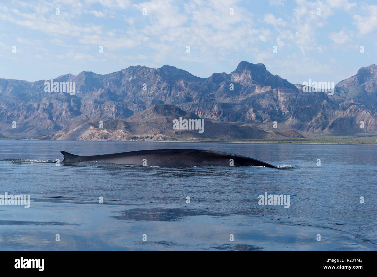 Finnwale, Finback whale, gemeinsame Rorqual (Balaenoptera physalus ...