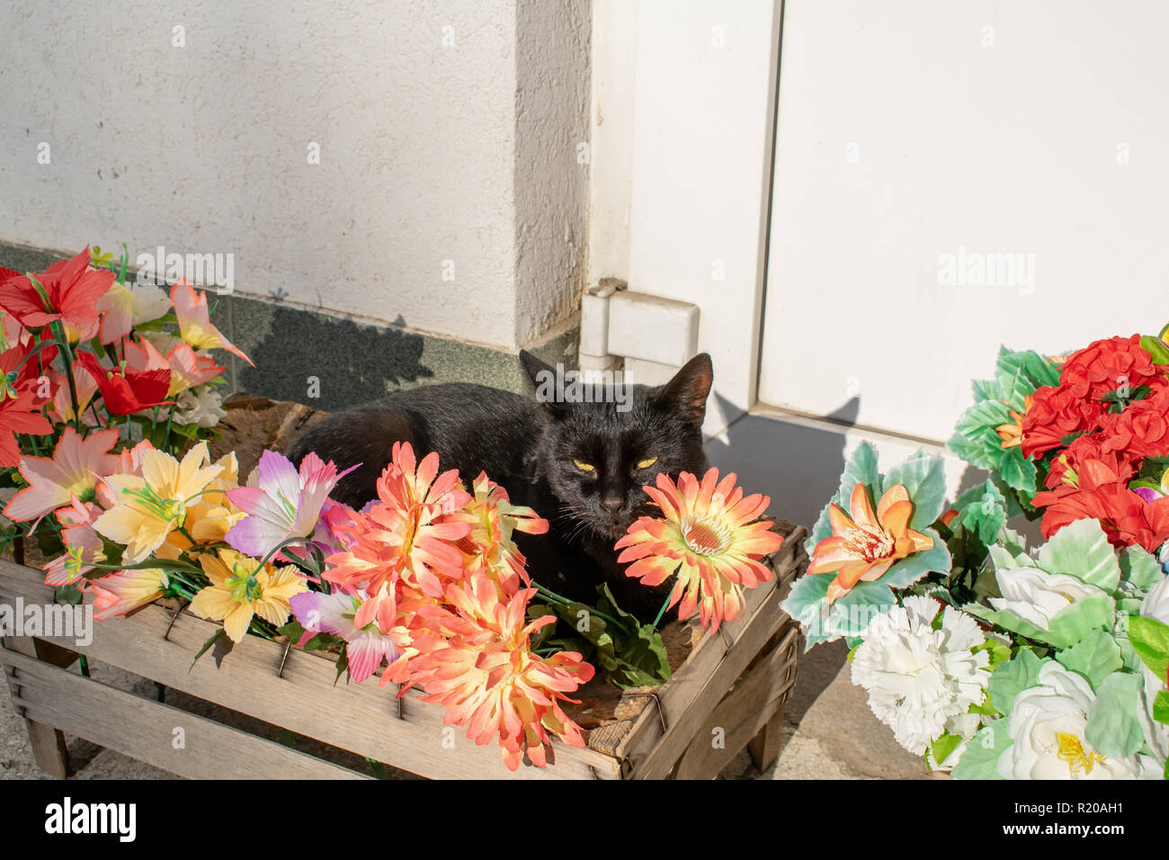 Katze blumen riechen -Fotos und -Bildmaterial in hoher Auflösung – Alamy