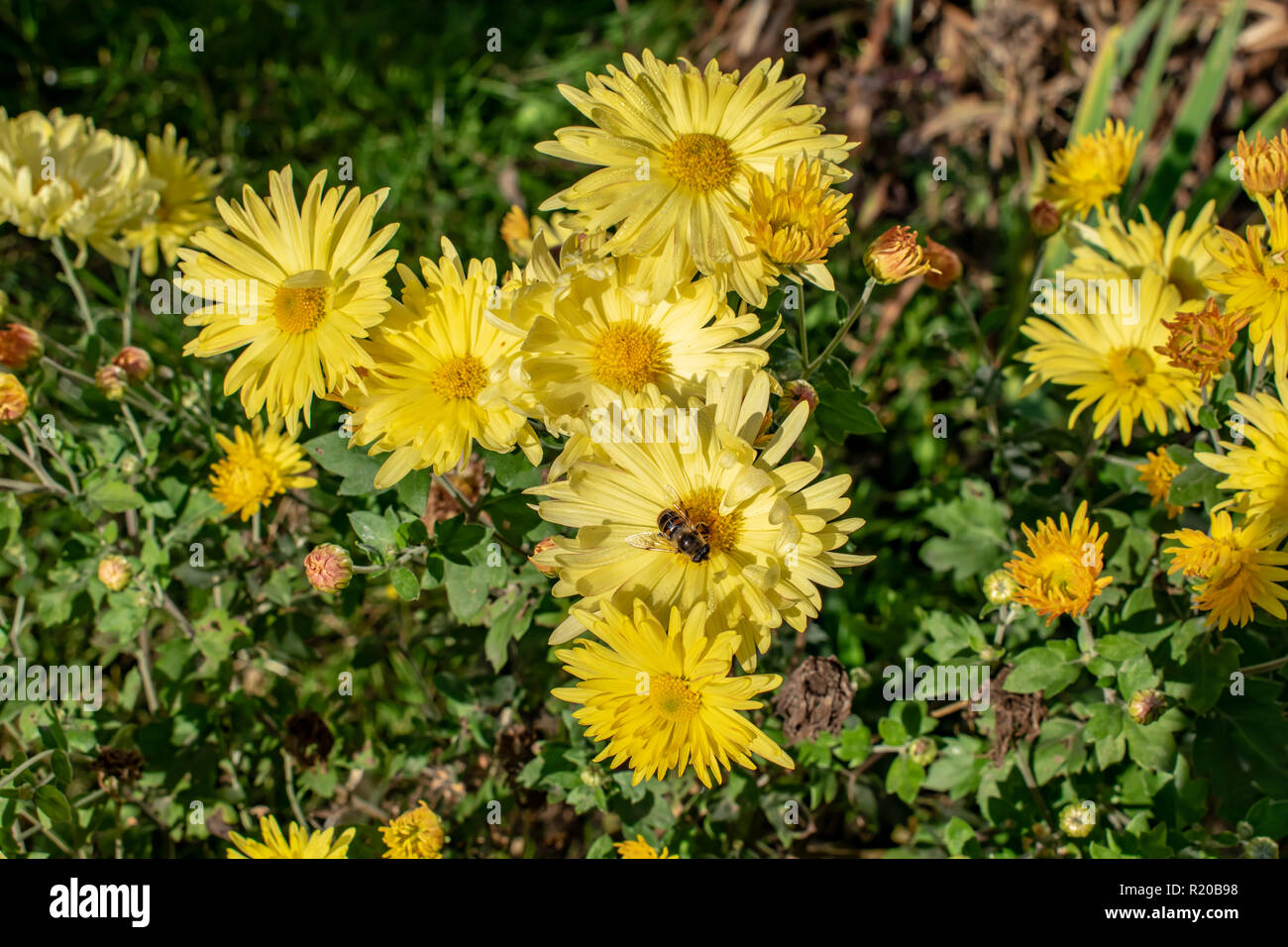 Blume mit Biene im Sommer Garten Stockfotografie - Alamy