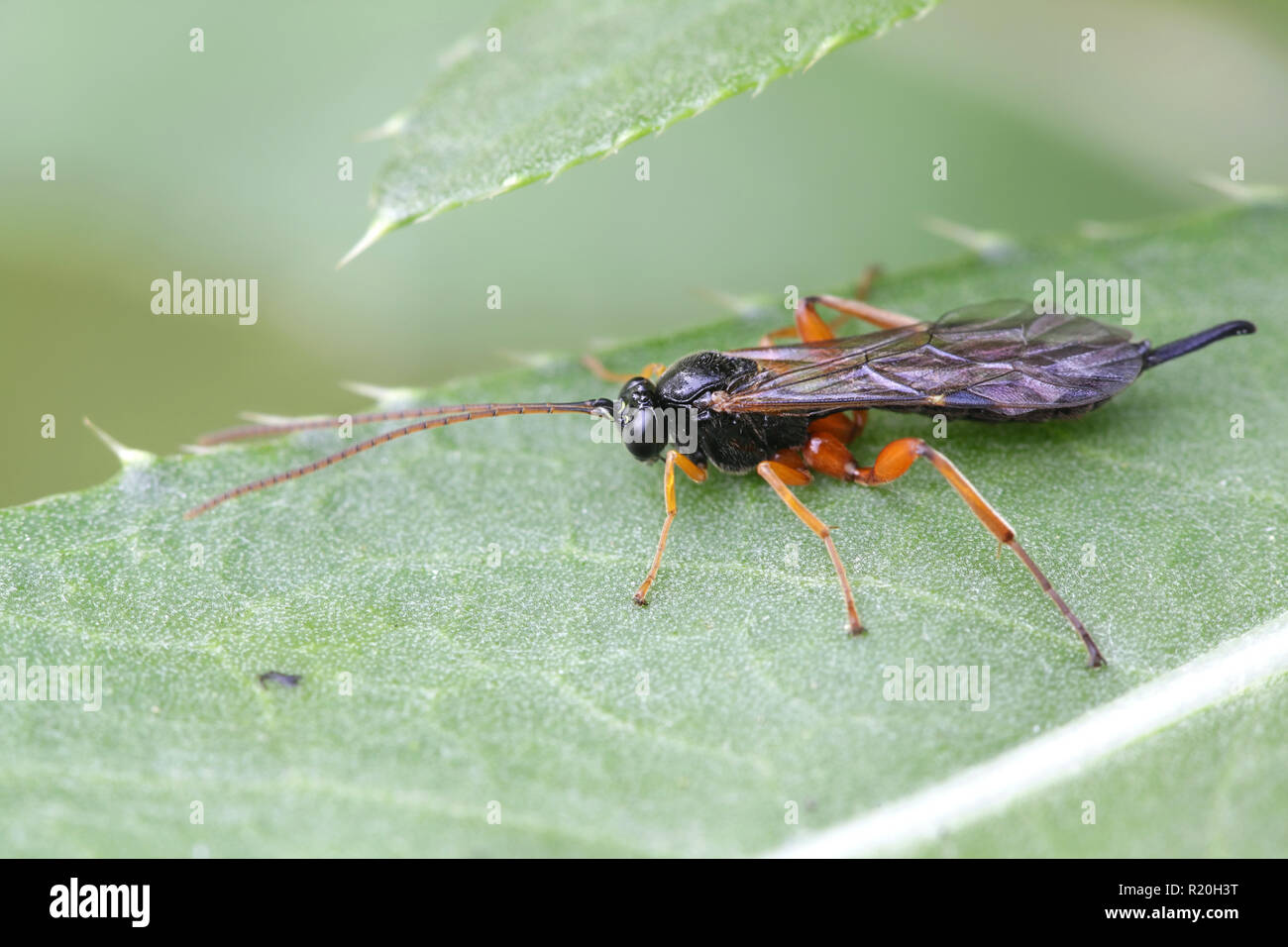 Parasitoide wespe -Fotos und -Bildmaterial in hoher Auflösung – Alamy
